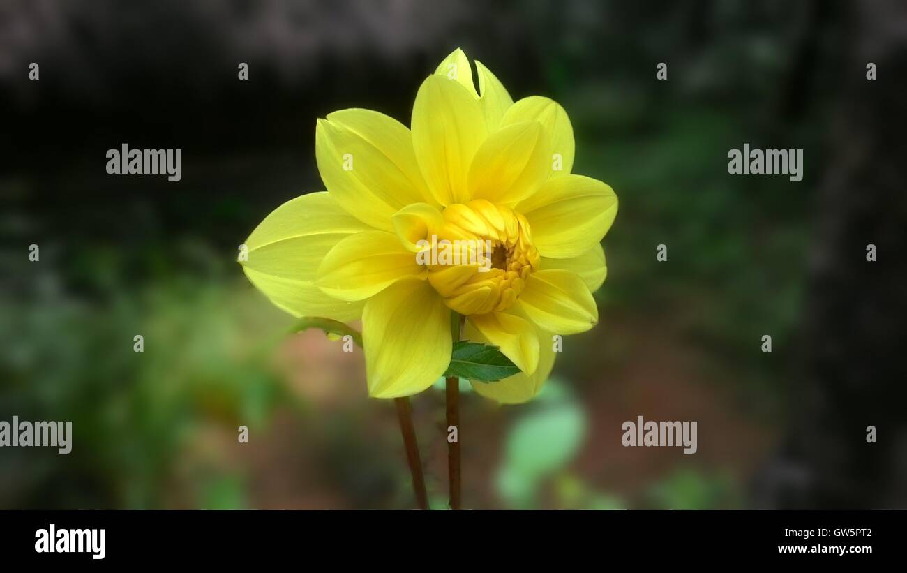 Dere Flower - Known Beauty of Malenadu in every house Stock Photo - Alamy