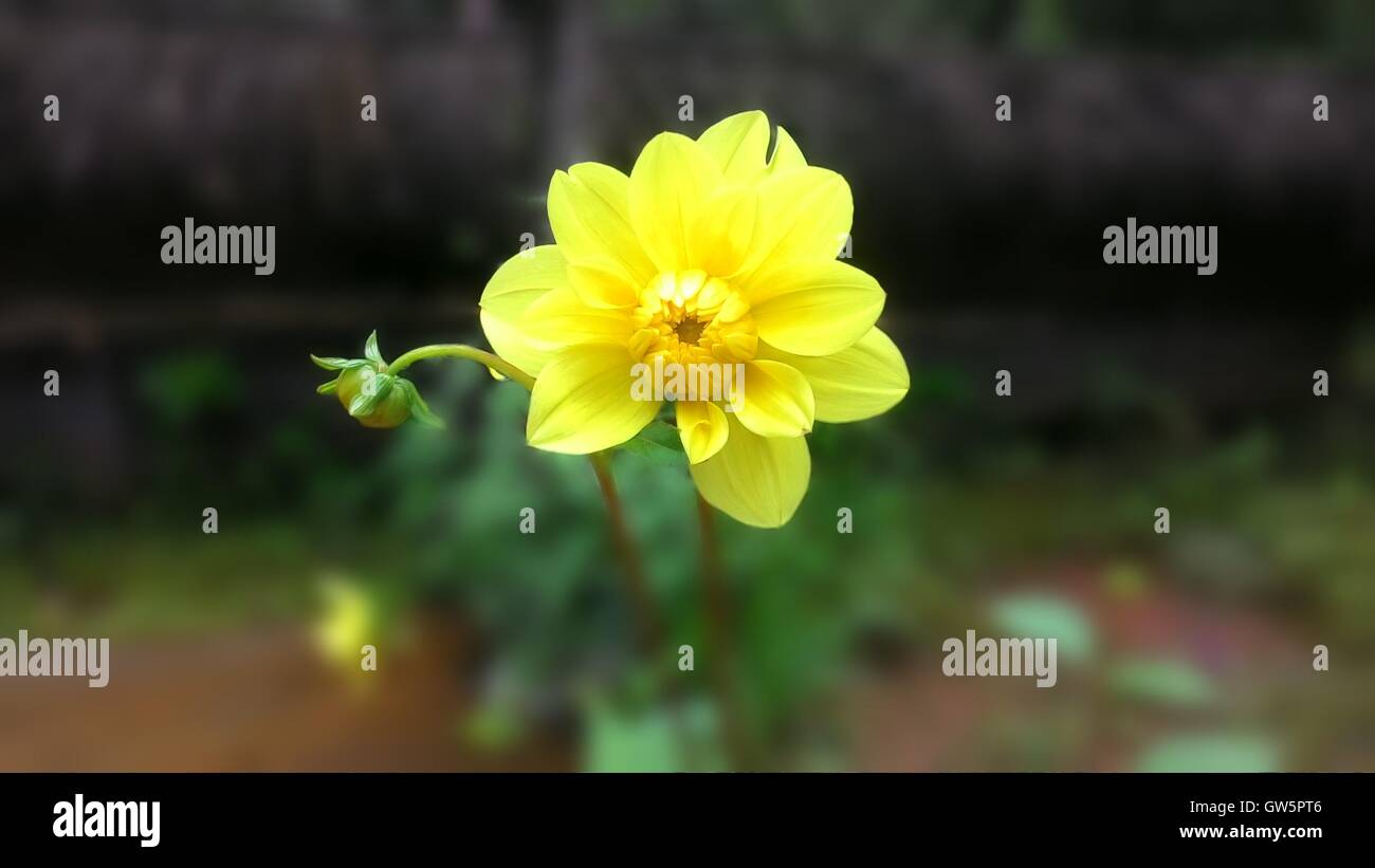 Dare Flower with its most beautiful angle Stock Photo - Alamy