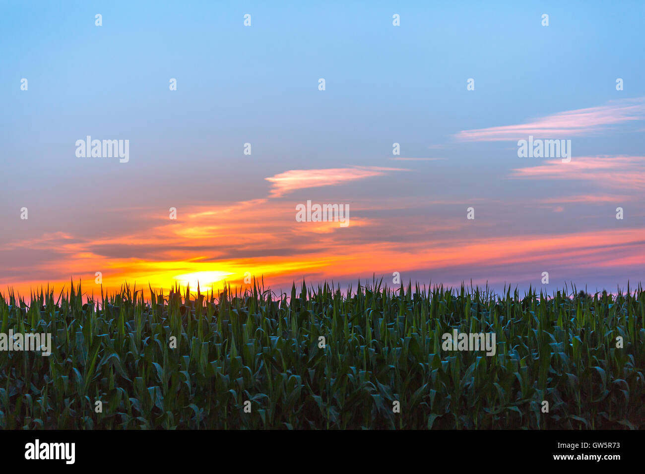 In front of yellow corn hi-res stock photography and images - Alamy