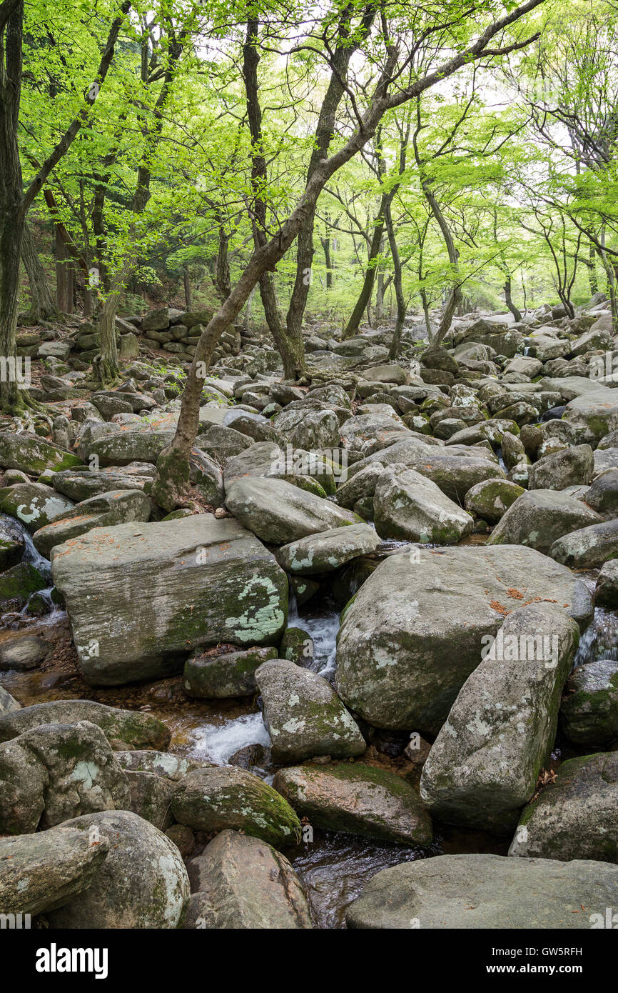 View of a rocky stream and forest along the trail next to the Beomeosa ...