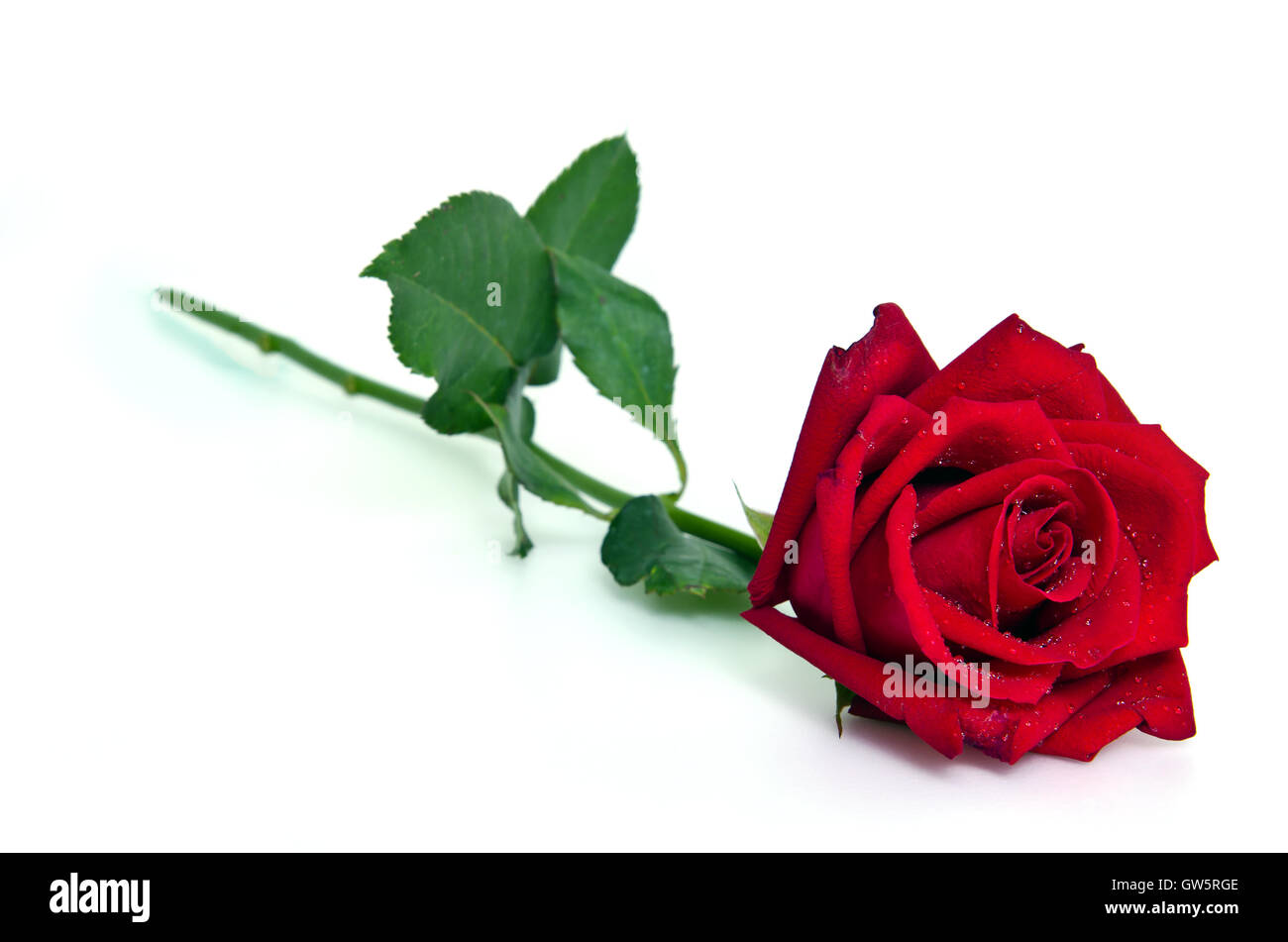 Beautiful red roses on white background with paper card Stock Photo - Alamy