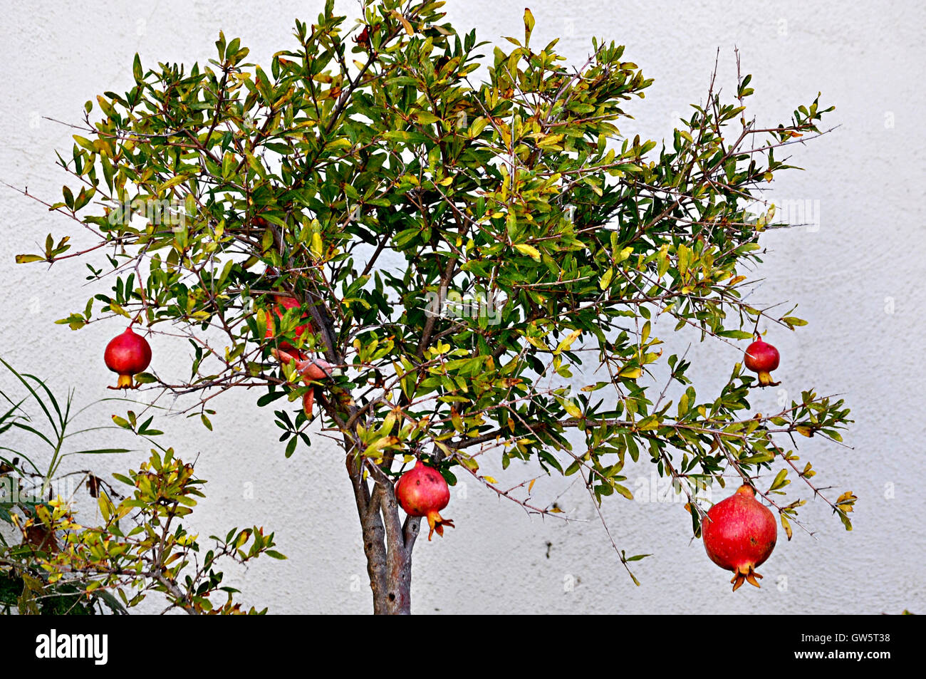 small pomegranate with fruits Stock Photo - Alamy