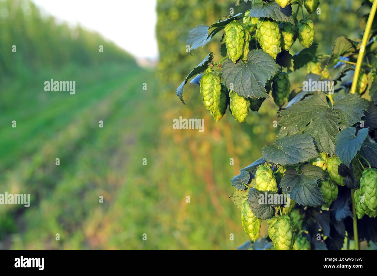 Growing hops hi-res stock photography and images - Alamy