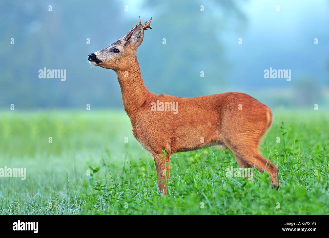 Roe deer stag hi-res stock photography and images - Alamy