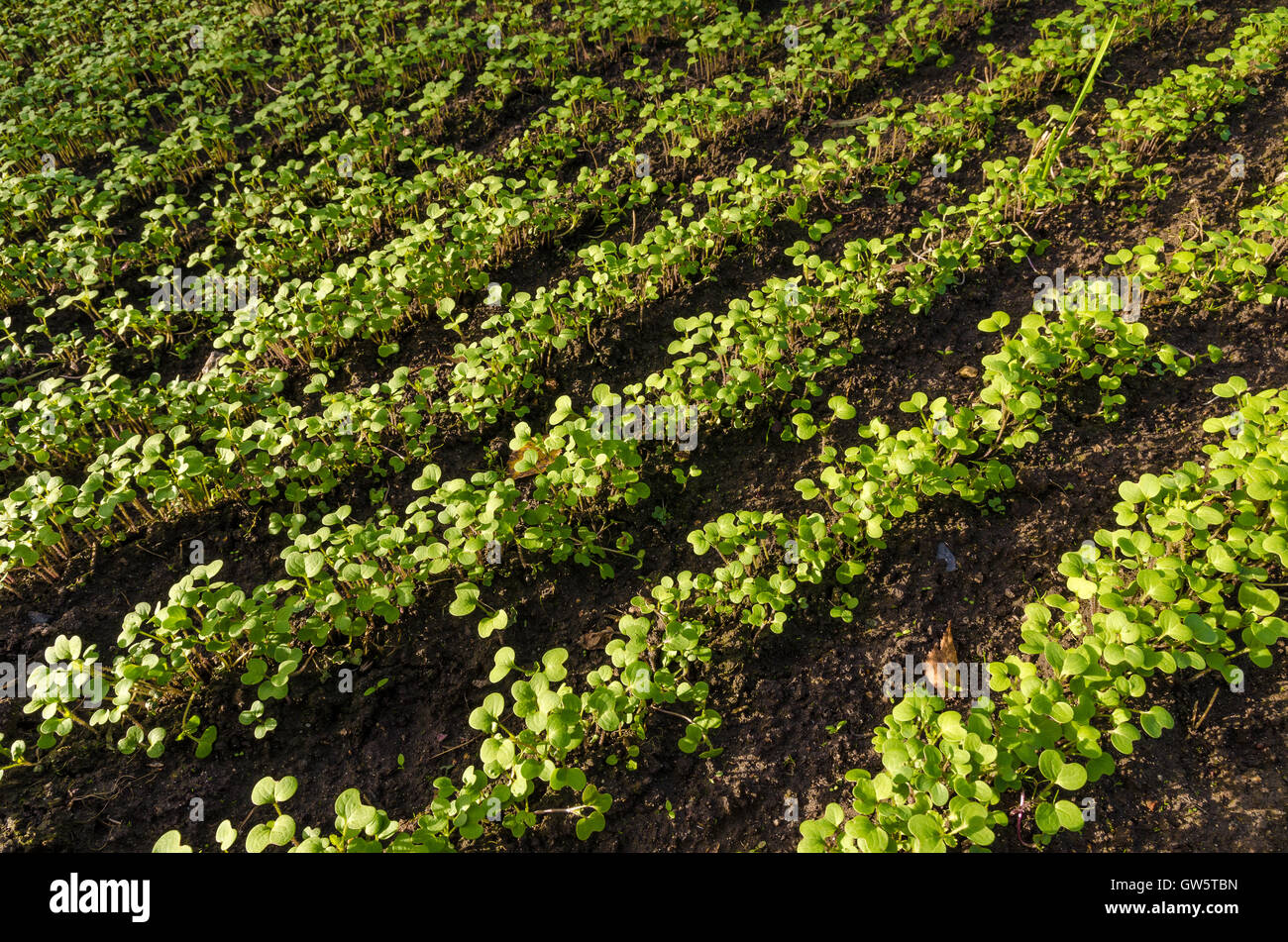 Young wheat seedlings growing in a soil Stock Photo - Alamy