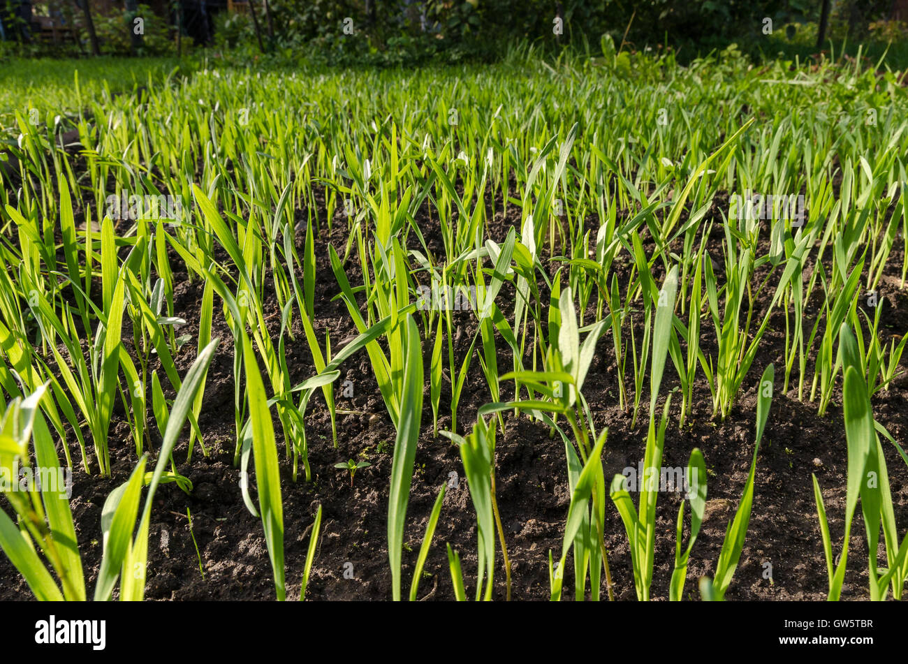 Young wheat seedlings growing in a soil Stock Photo - Alamy