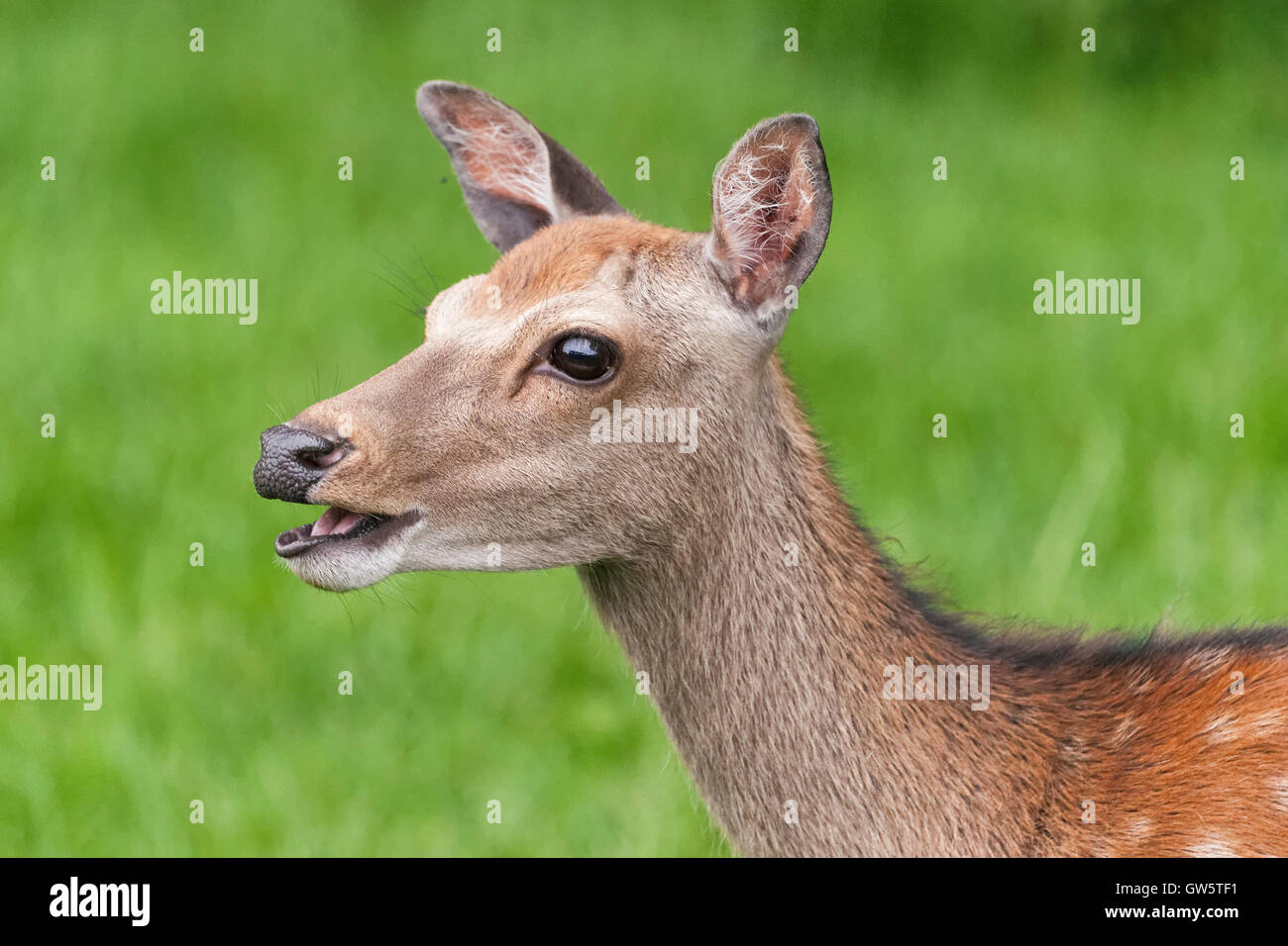 Red dear are a UK native species Stock Photo - Alamy
