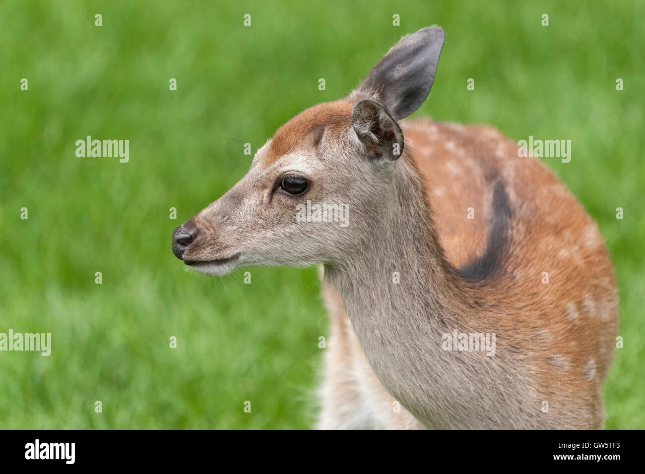 Uk Native Species High Resolution Stock Photography and Images - Alamy