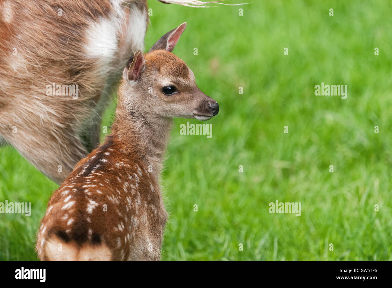 Red fawn hi-res stock photography and images - Alamy