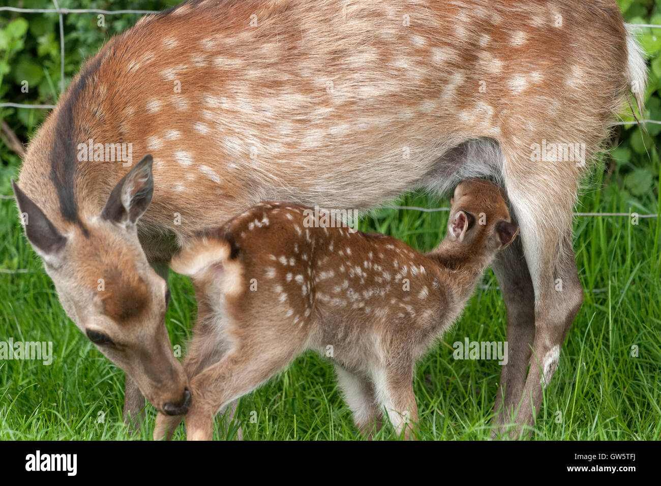 Uk red list species hi-res stock photography and images - Alamy