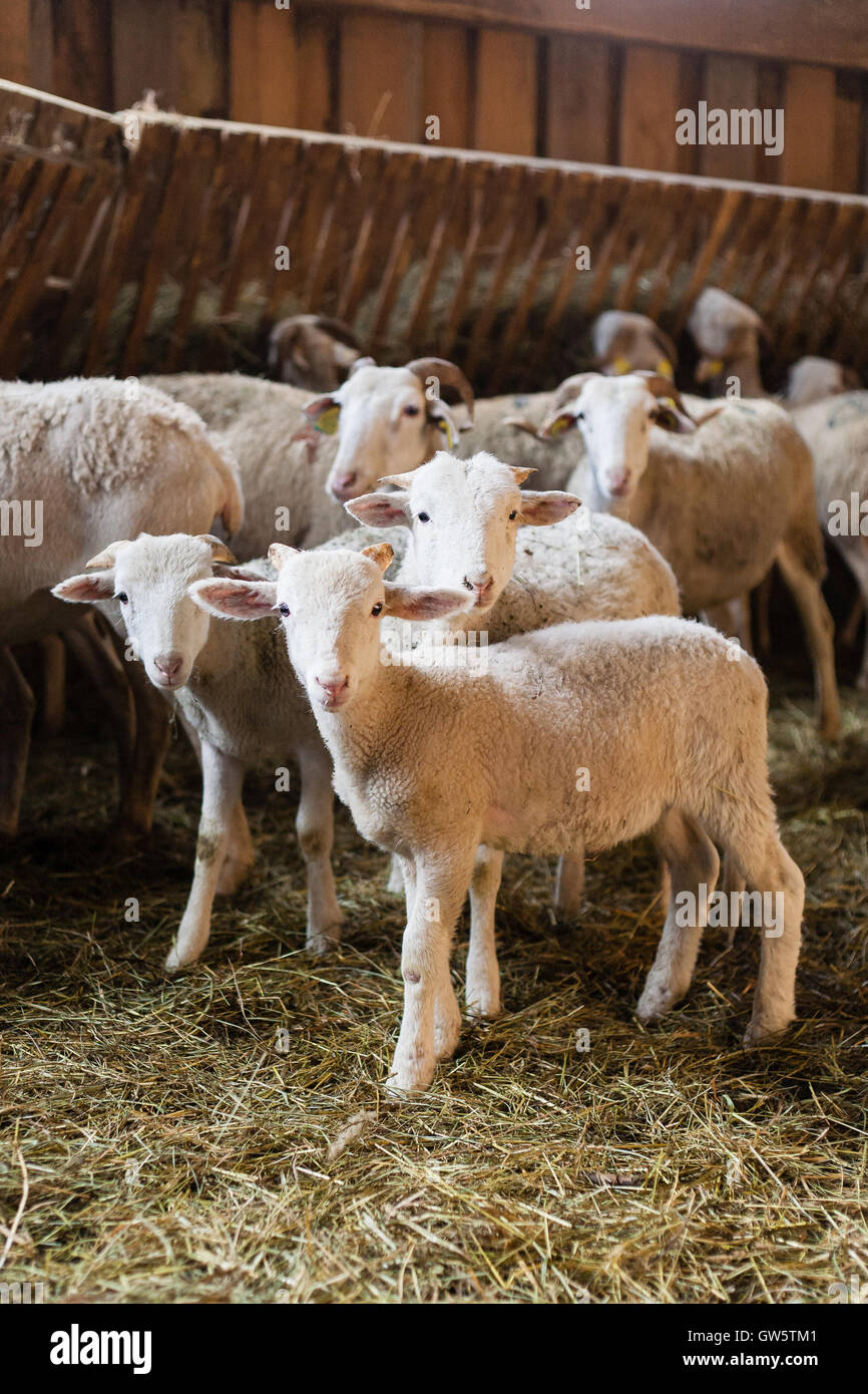 Sheepfold hi-res stock photography and images - Alamy