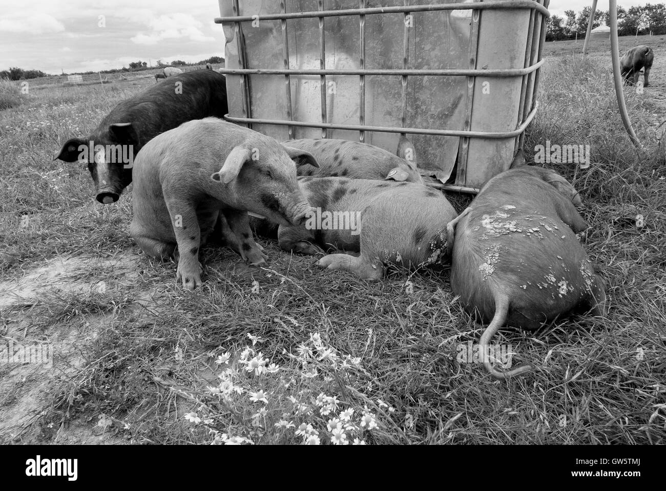 Five piglets at nap time Stock Photo - Alamy