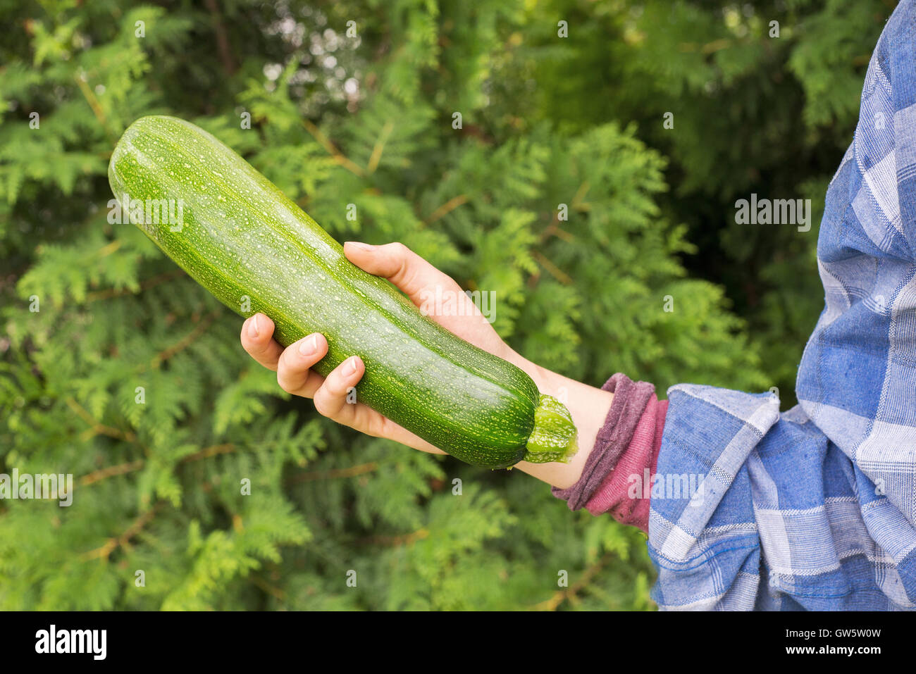 Hand holding squash Stock Photo - Alamy
