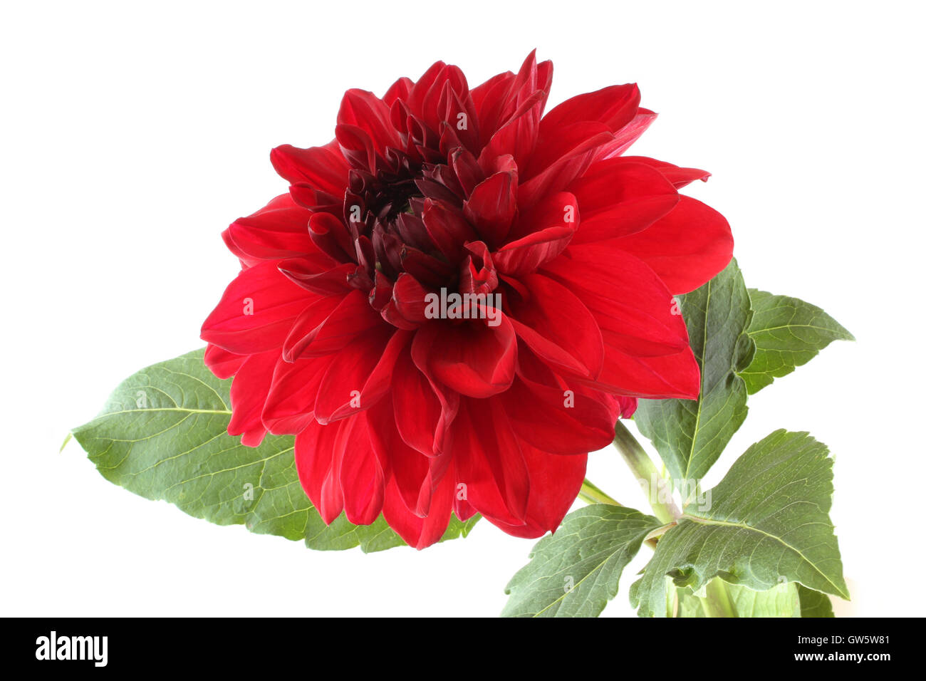 Claret red dahlia isolated on white background Stock Photo - Alamy