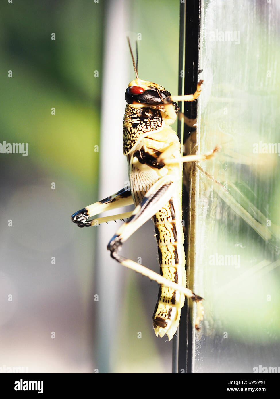 Locust insect antenna hi-res stock photography and images - Alamy