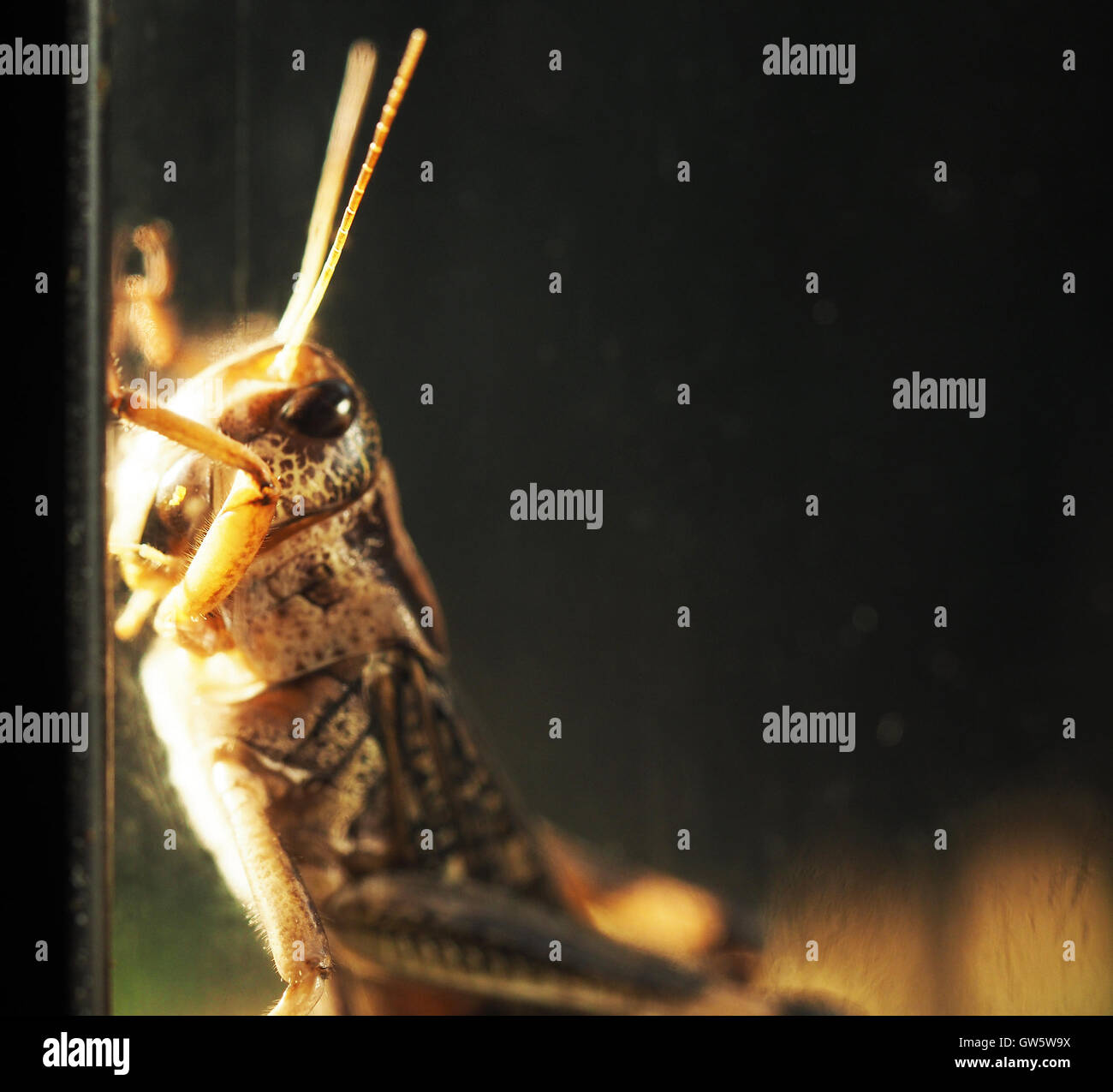 the locust close up Stock Photo - Alamy