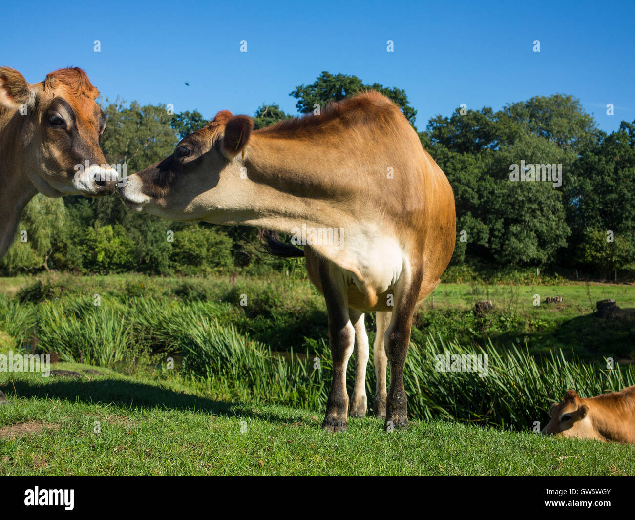 Farmer in field on knee hi-res stock photography and images - Alamy