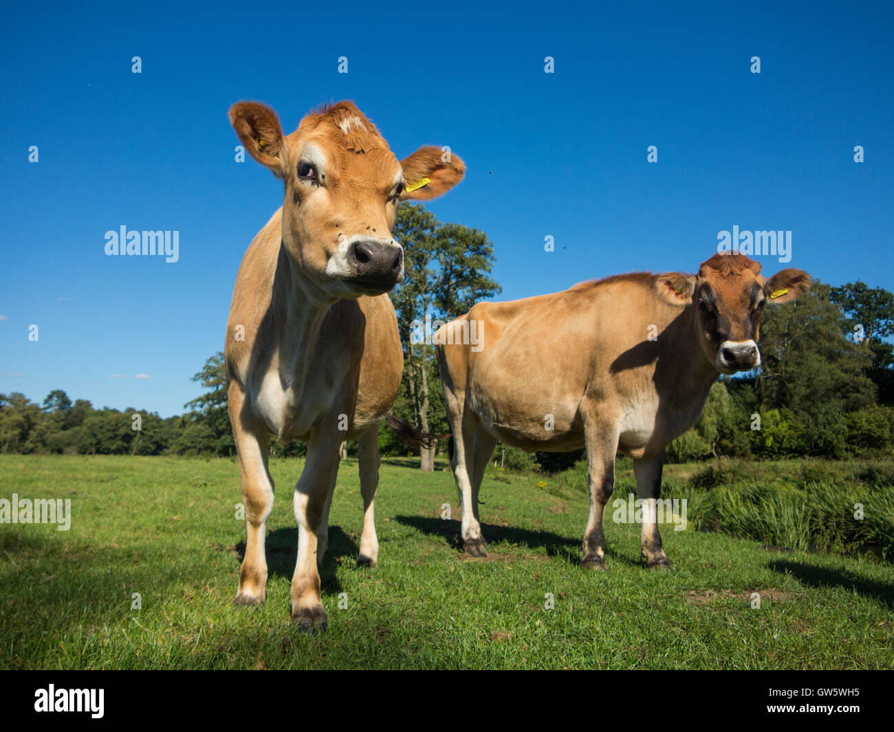 Farmer in field on knee hi-res stock photography and images - Alamy