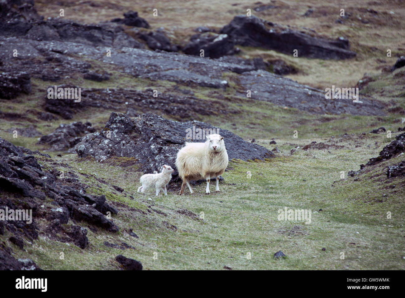 Icelandic sheep with her offspring Stock Photo - Alamy