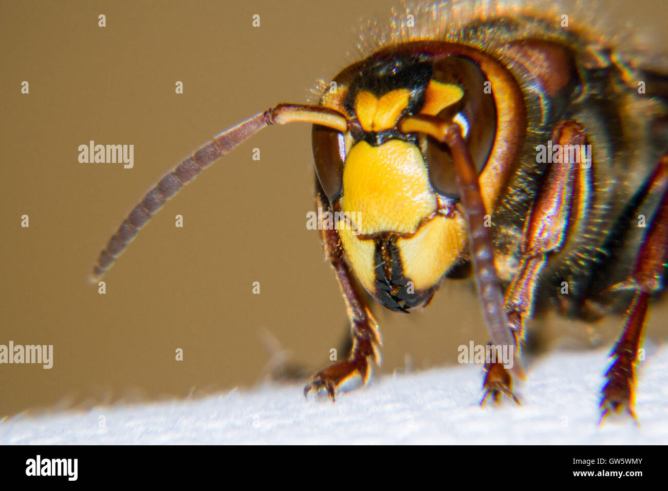 European hornet close up Stock Photo - Alamy