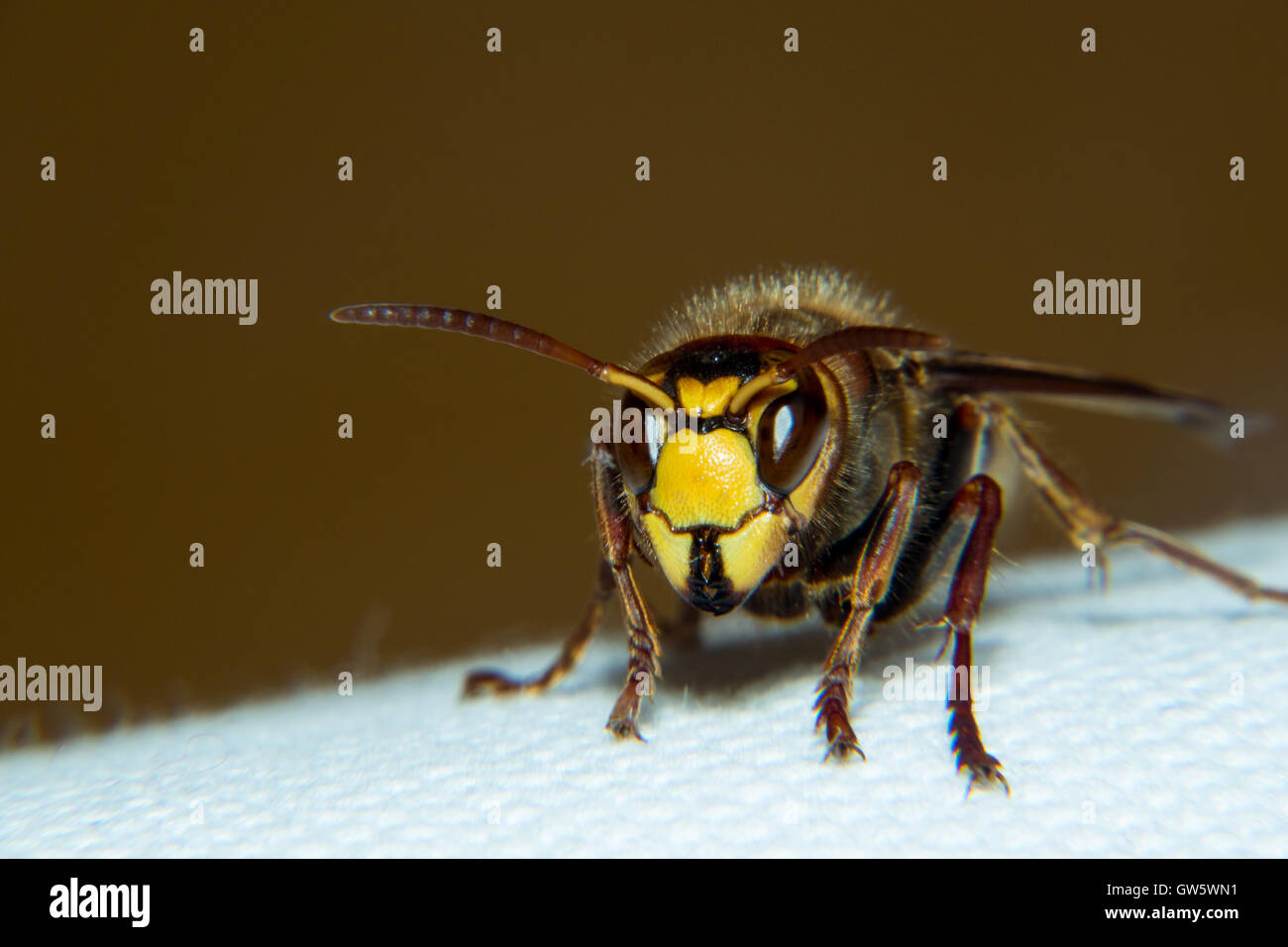 European hornet portrait Stock Photo - Alamy