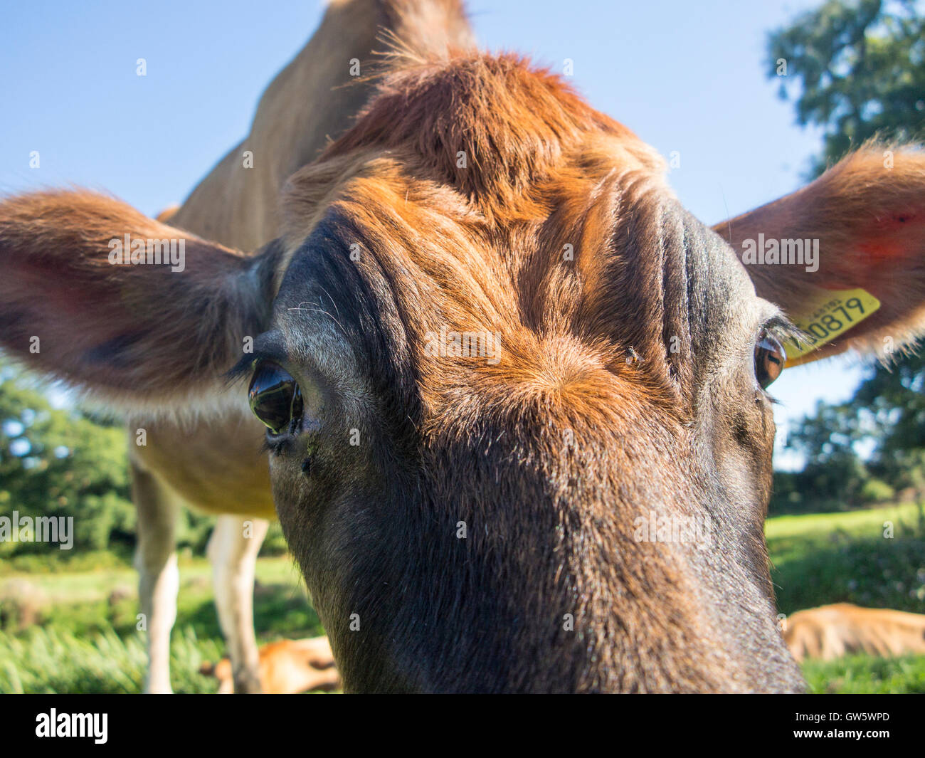 Farmer in field on knee hi-res stock photography and images - Alamy