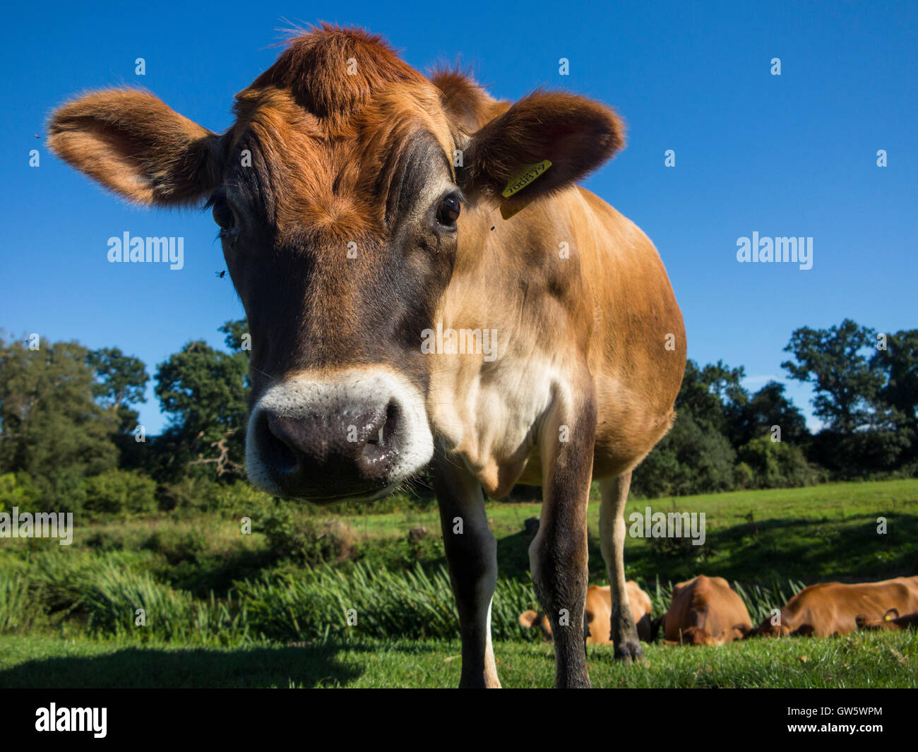 Farmer in field on knee hi-res stock photography and images - Alamy