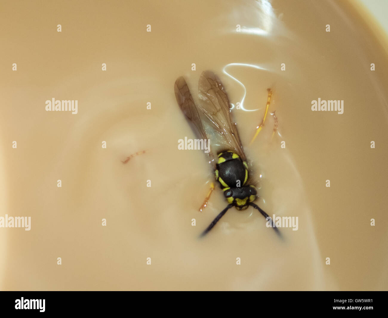 Common wasp in a cup of coffee with milk Stock Photo - Alamy