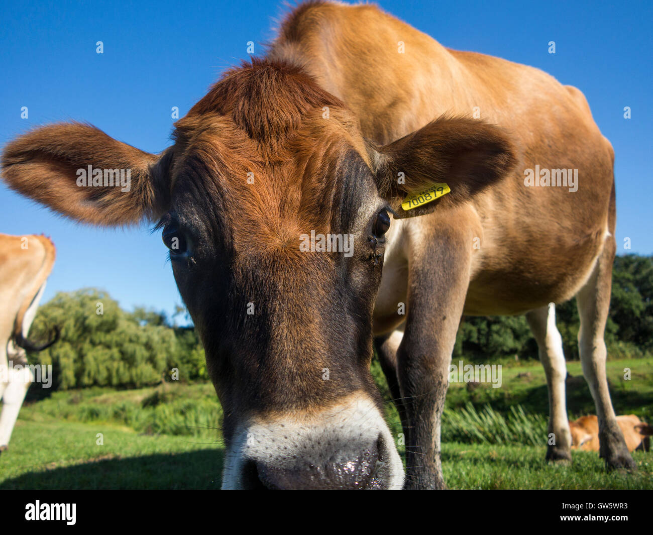 Farmer in field on knee hi-res stock photography and images - Alamy