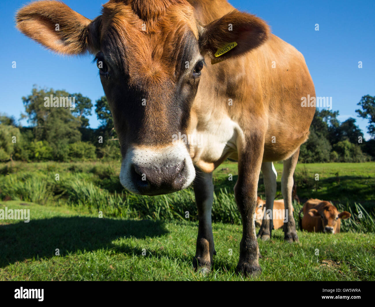 Farmer in field on knee hi-res stock photography and images - Alamy