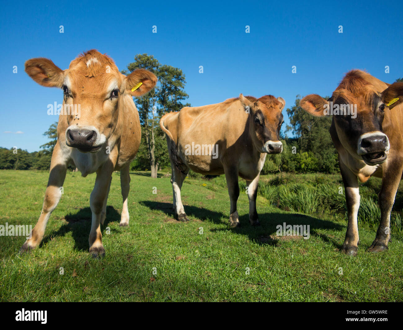 Grass fed cows in a field in summer Stock Photo - Alamy