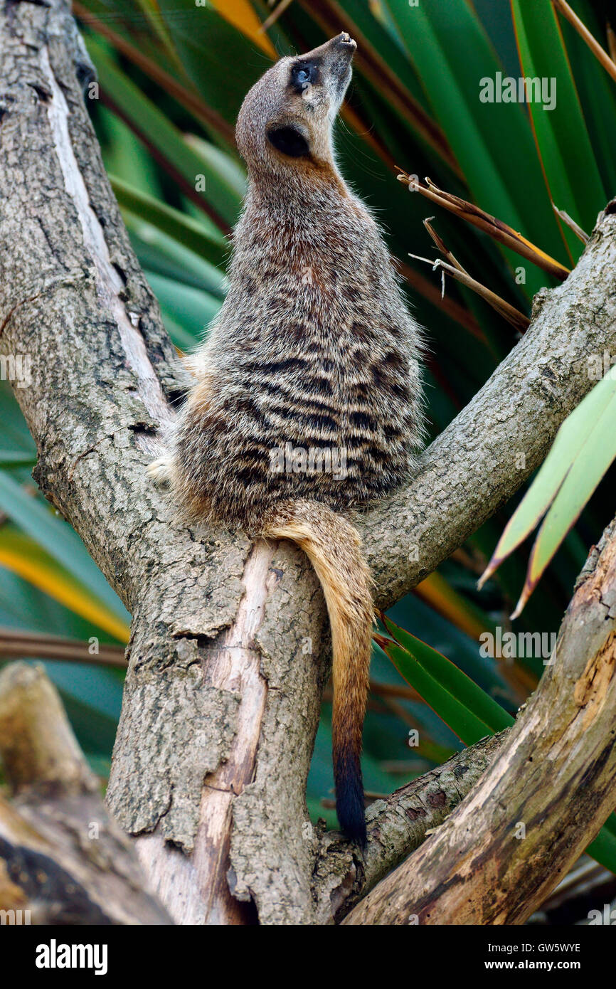 MEERKAT ON GUARD. LOOK OUT Stock Photo - Alamy