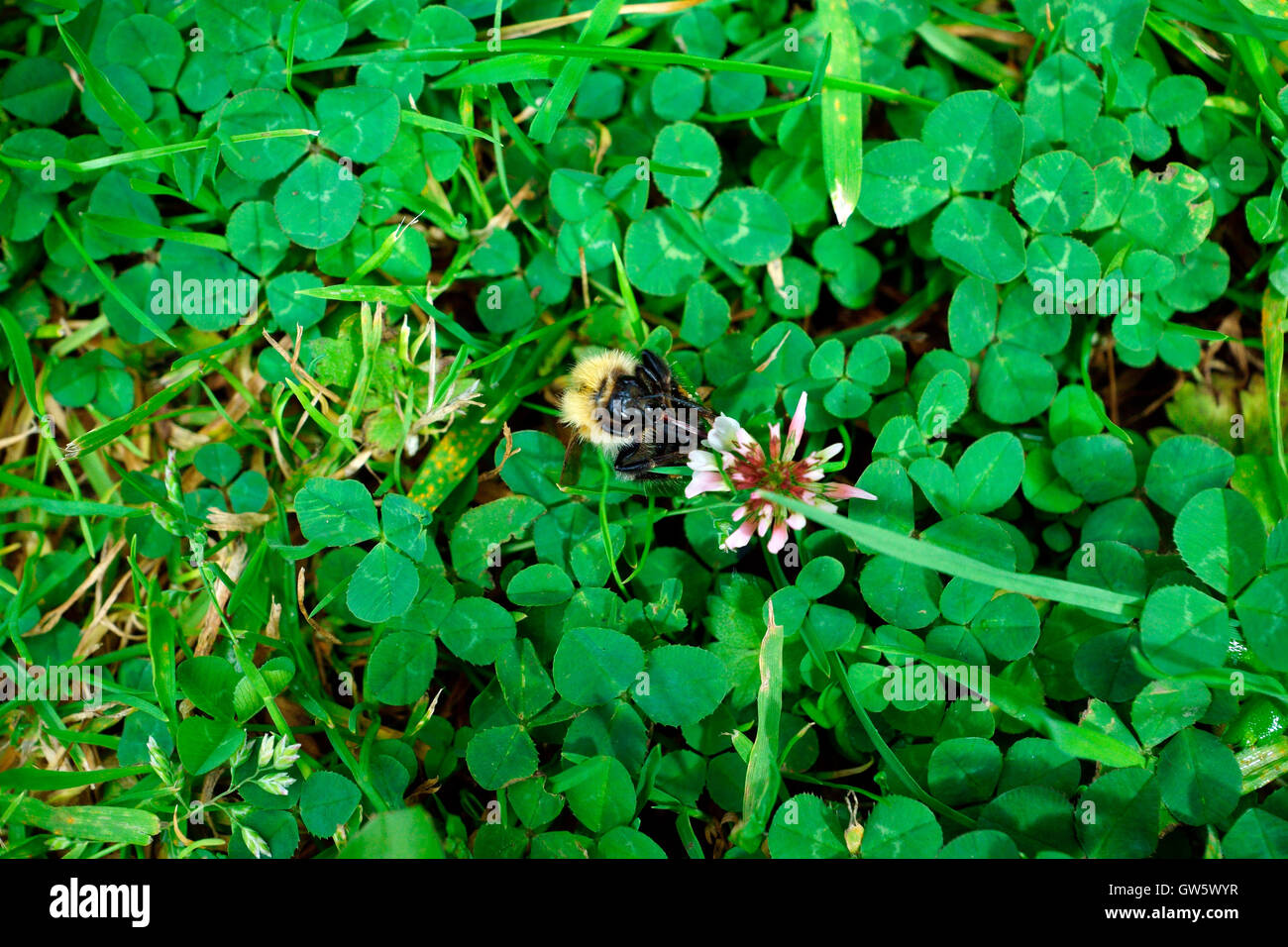 Beehives clover hi-res stock photography and images - Alamy