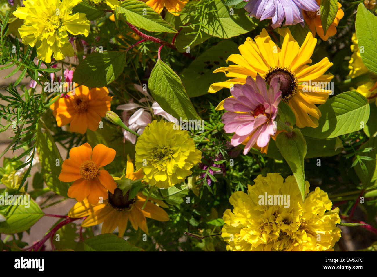 Colourful wild flowers hi-res stock photography and images - Alamy