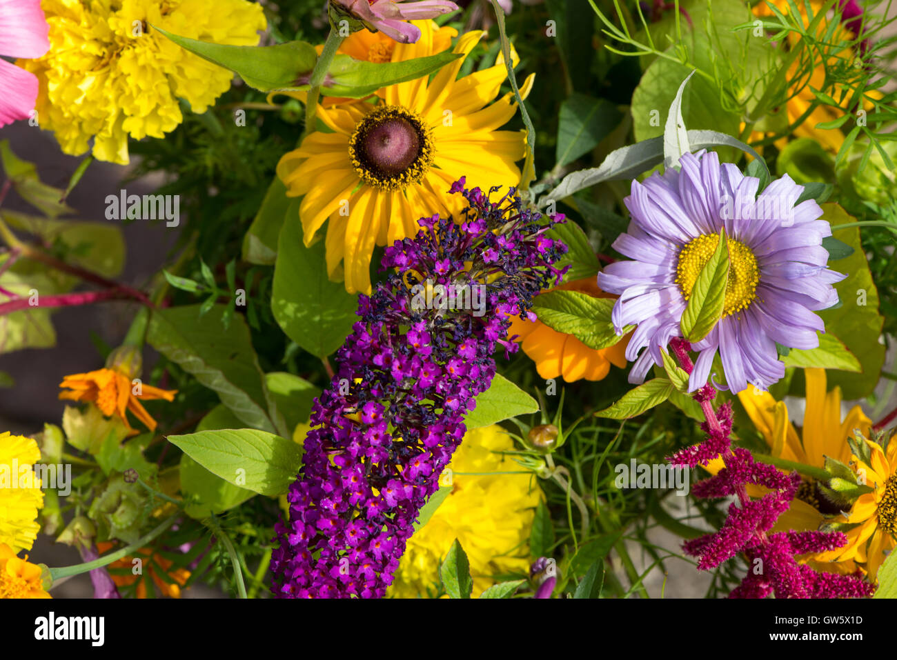 Colorful colourful wild flowers hi-res stock photography and images - Alamy