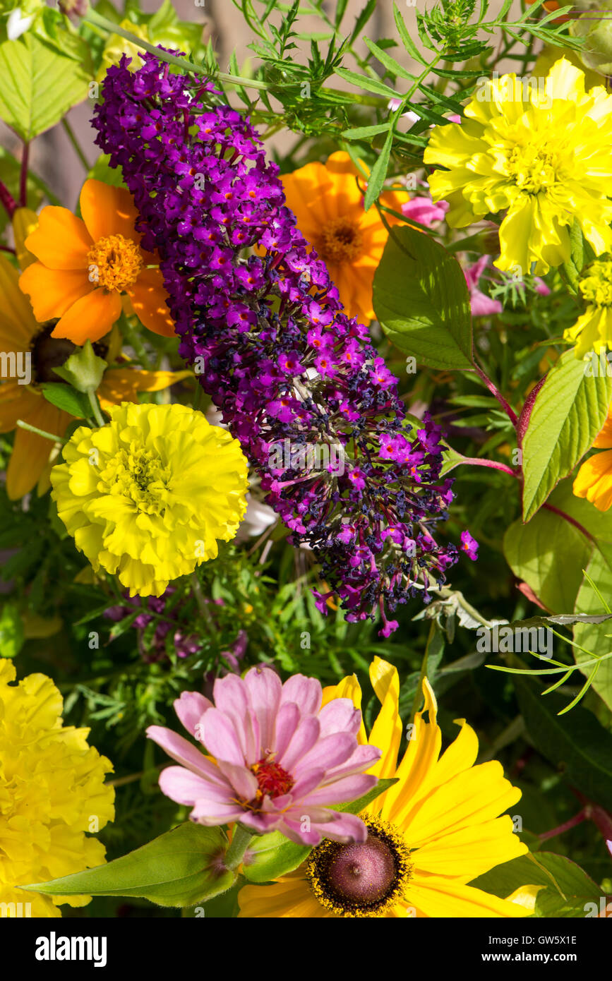 Colourful wild flowers hi-res stock photography and images - Alamy