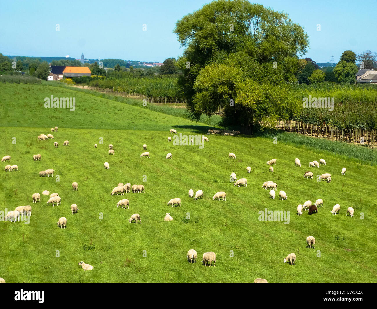 Many sheep hi-res stock photography and images - Alamy