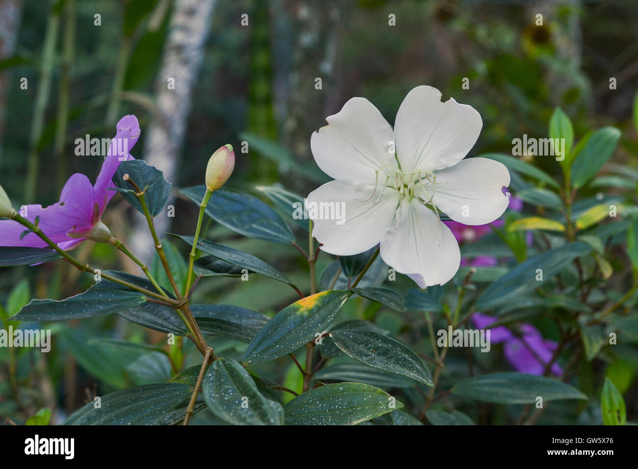 A white flower of Tibouchina mutabilis (Manacá-da-serra), in nature ...