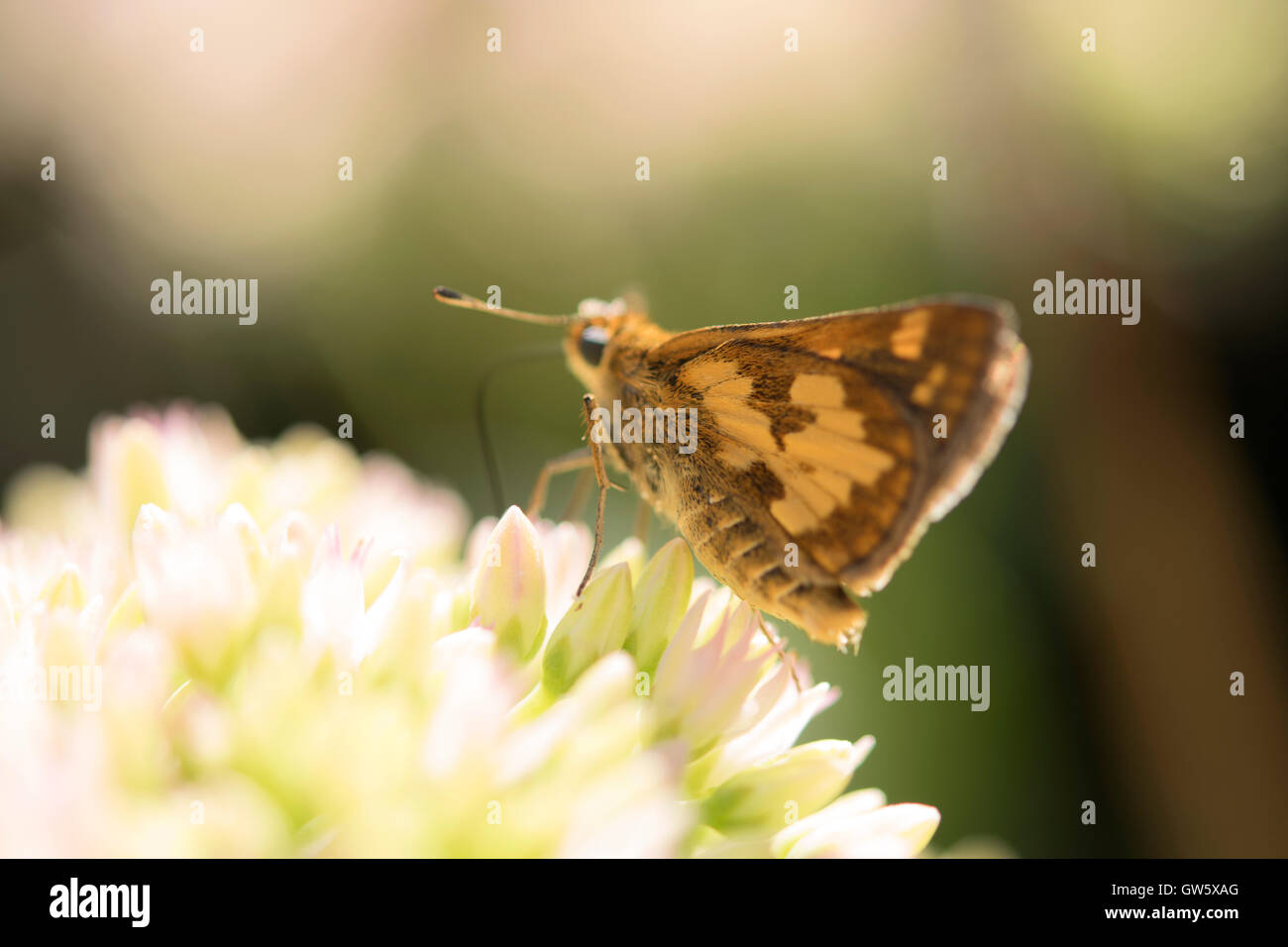 Flower biology hi-res stock photography and images - Alamy