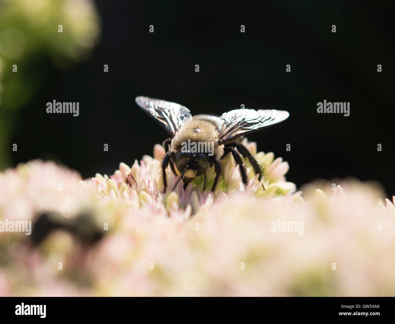 Bumble bee wings hi-res stock photography and images - Alamy
