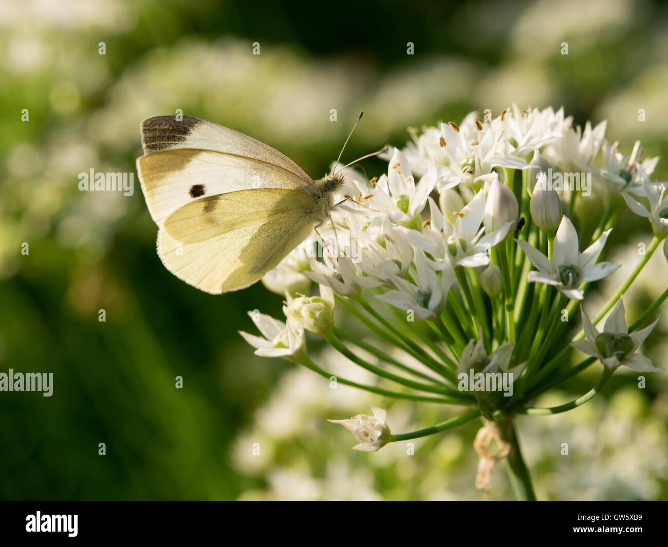 Bug paradise hi-res stock photography and images - Alamy