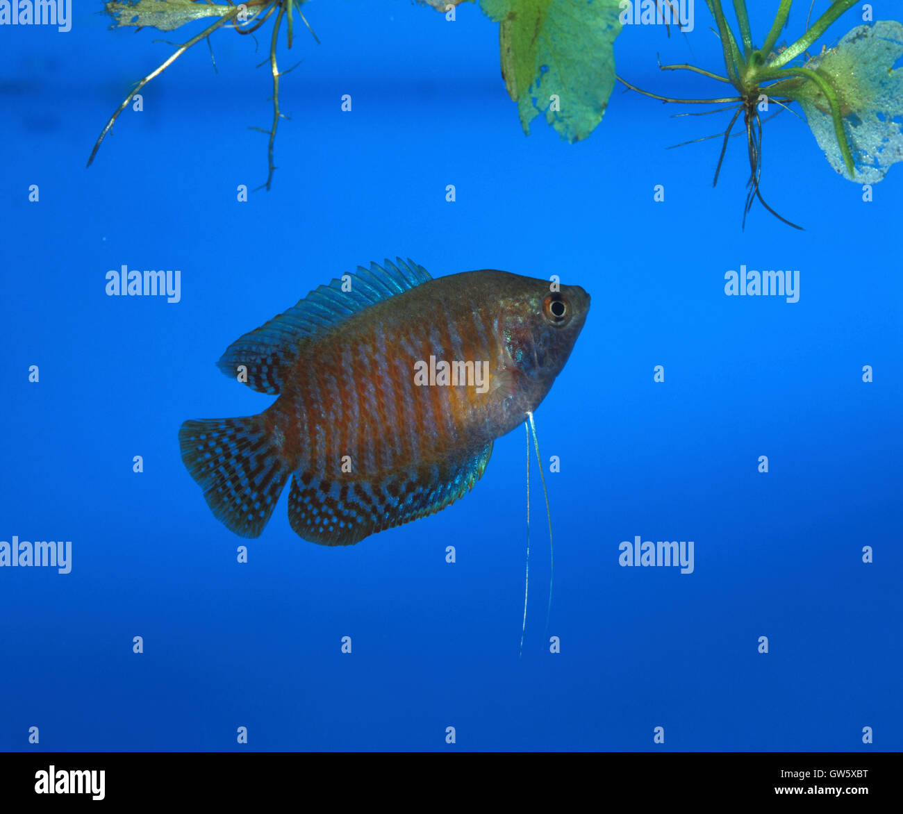 Dwarf Gourami High Resolution Stock Photography and Images - Alamy