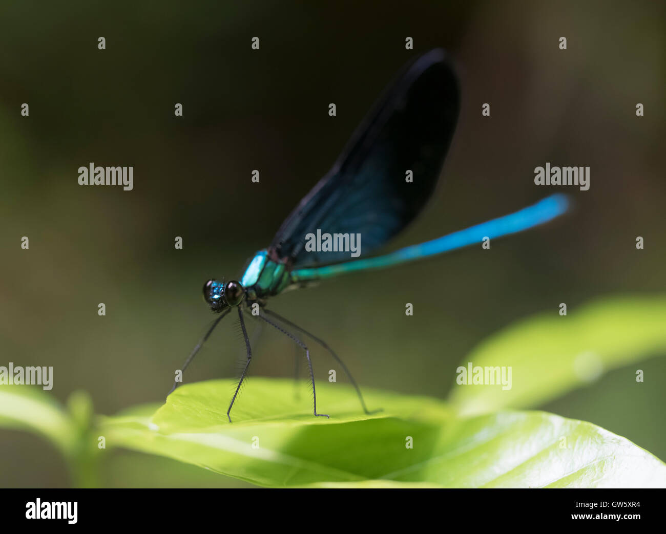 Okinawan Dragonfly, Ryukyu Islands, Okinawa, Japan Stock Photo - Alamy