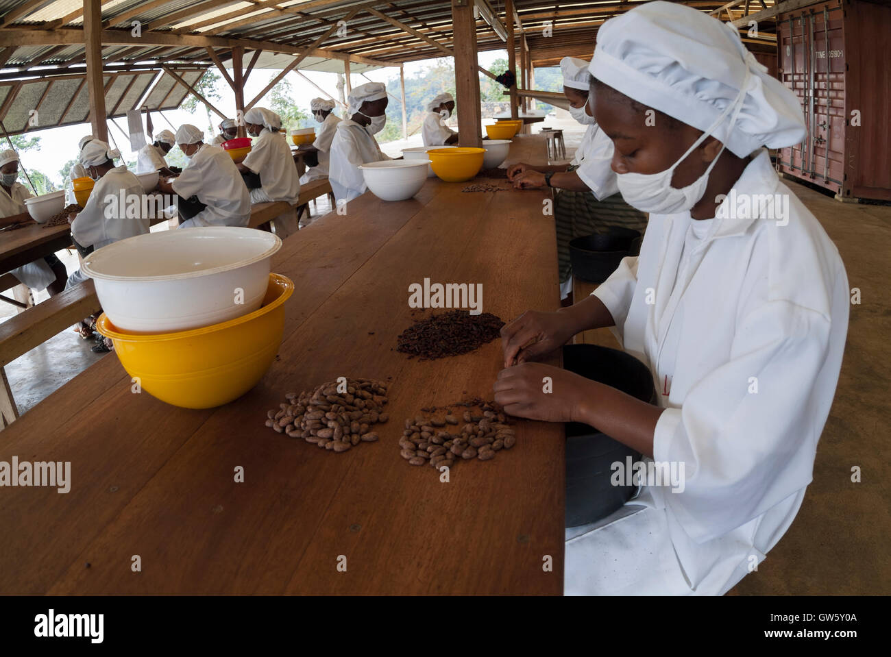 Cocoa Processing Stock Photos & Cocoa Processing Stock Images - Alamy