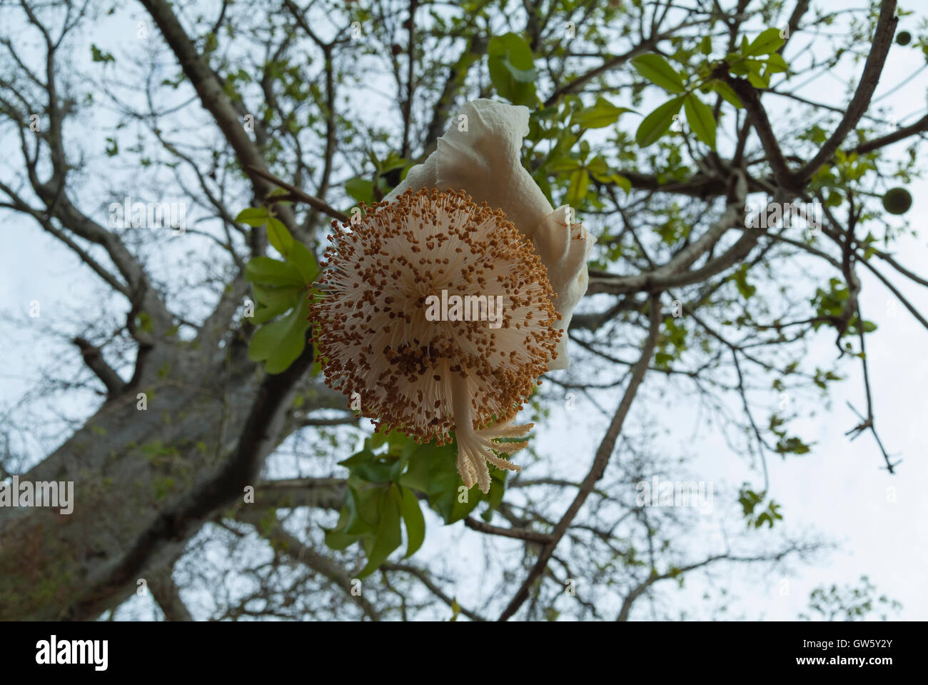 Baobab Tree Flower High Resolution Stock Photography and Images - Alamy