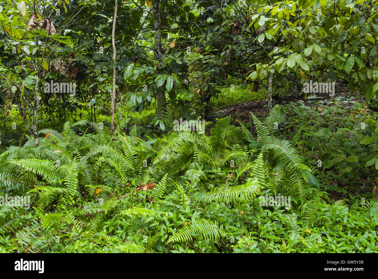 Equatorial Forest Africa High Resolution Stock Photography and Images ...