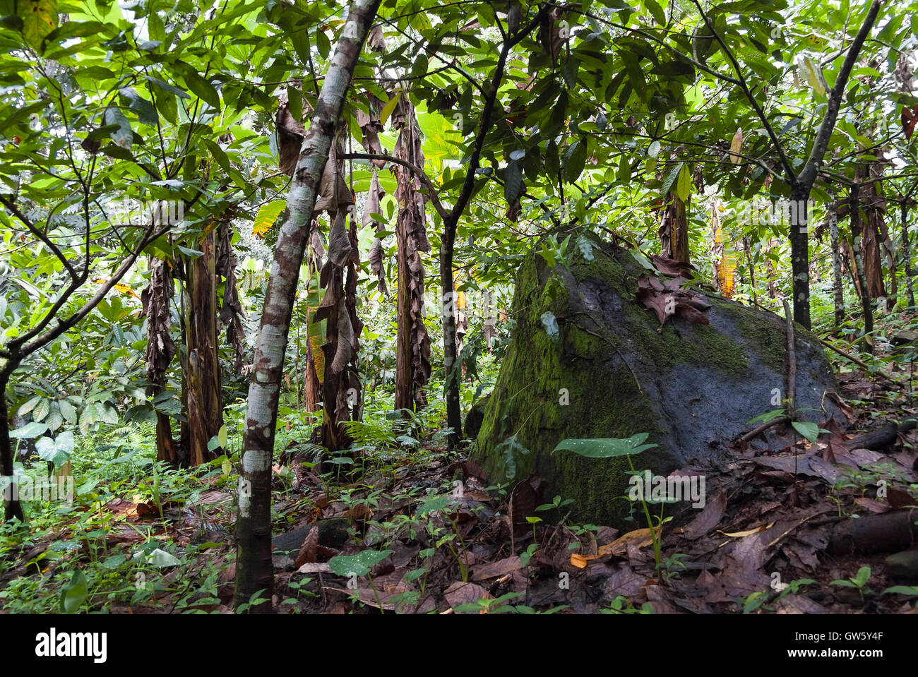 Cacao Plantation Trees High Resolution Stock Photography and Images - Alamy