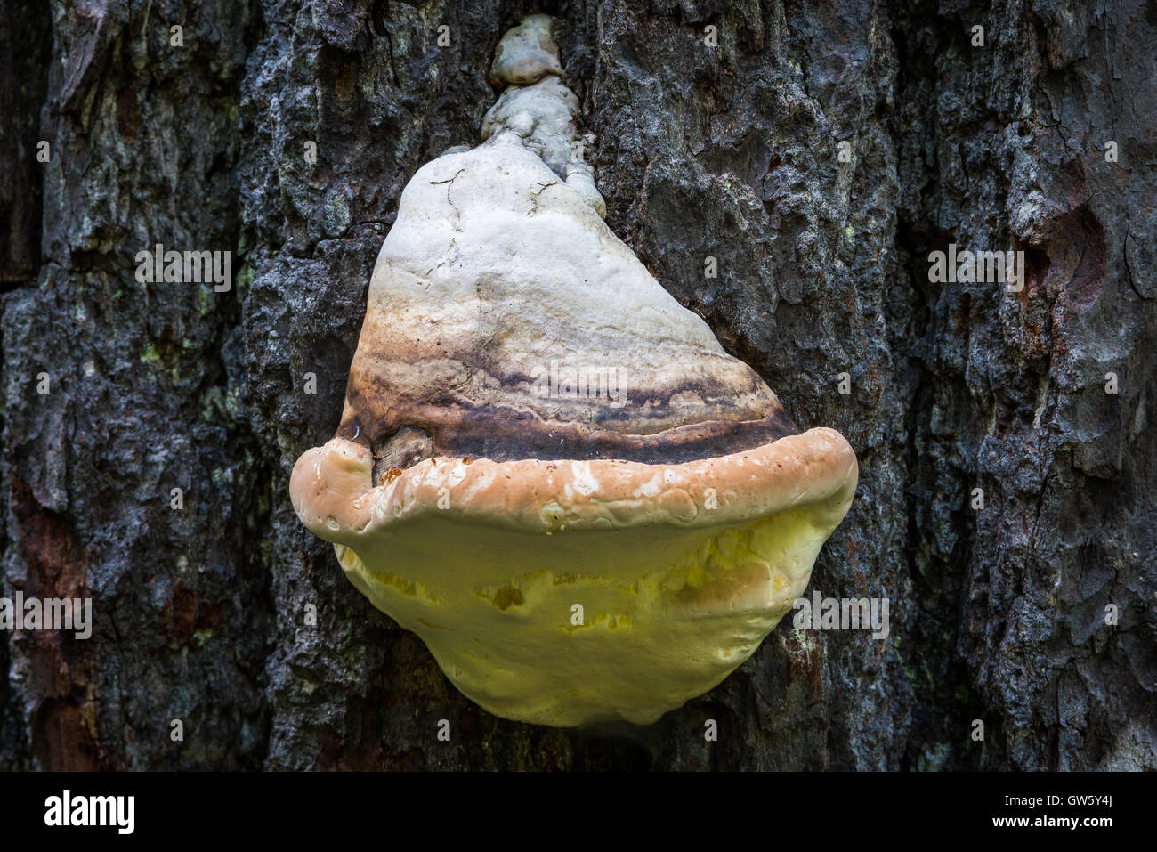 Red Belt Conk Stock Photo - Alamy