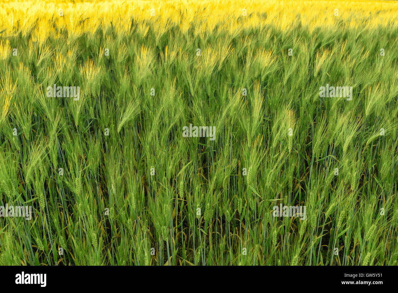 Green and gold crops hi-res stock photography and images - Alamy
