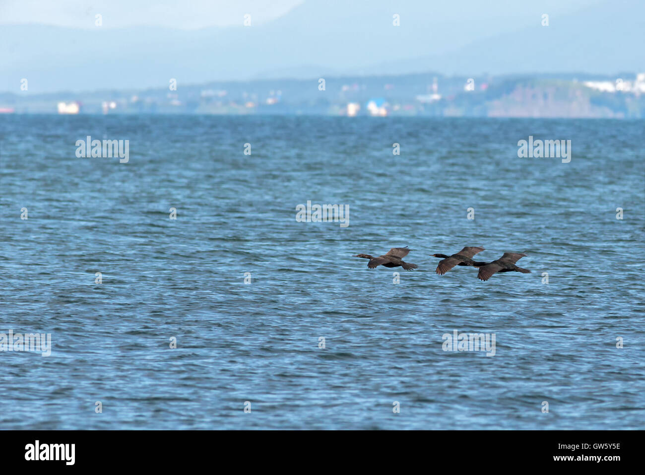 Flock of pelagic cormorant flying over Pacific Ocean Stock Photo - Alamy